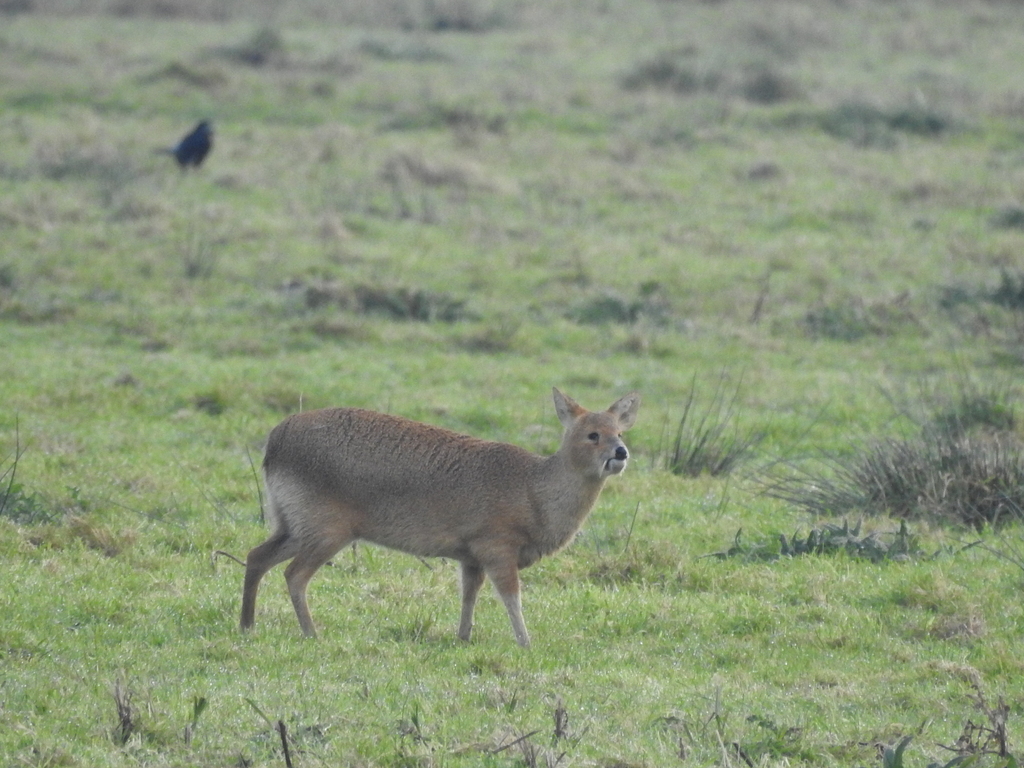Water Deer in November 2023 by heliastes21. With fangs! See my journal ...