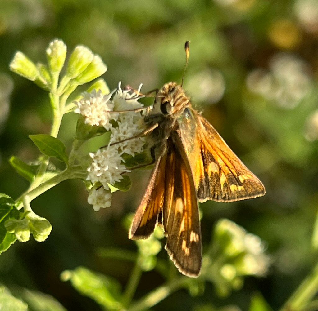 Huron Sachem in October 2023 by Carrie Seltzer · iNaturalist