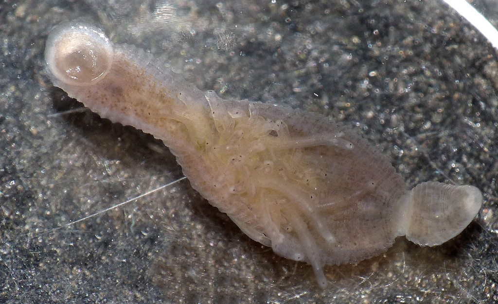 Biocular Leech from Top Dam on November 11, 2023 at 01:33 PM by Sally ...