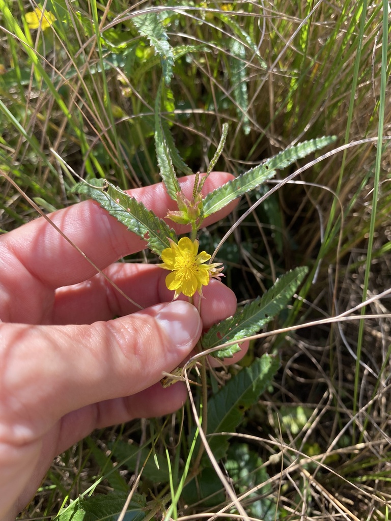 Bushveld Gusha from Cumberland Nature Reserve, Wartburg, KZN, ZA on ...