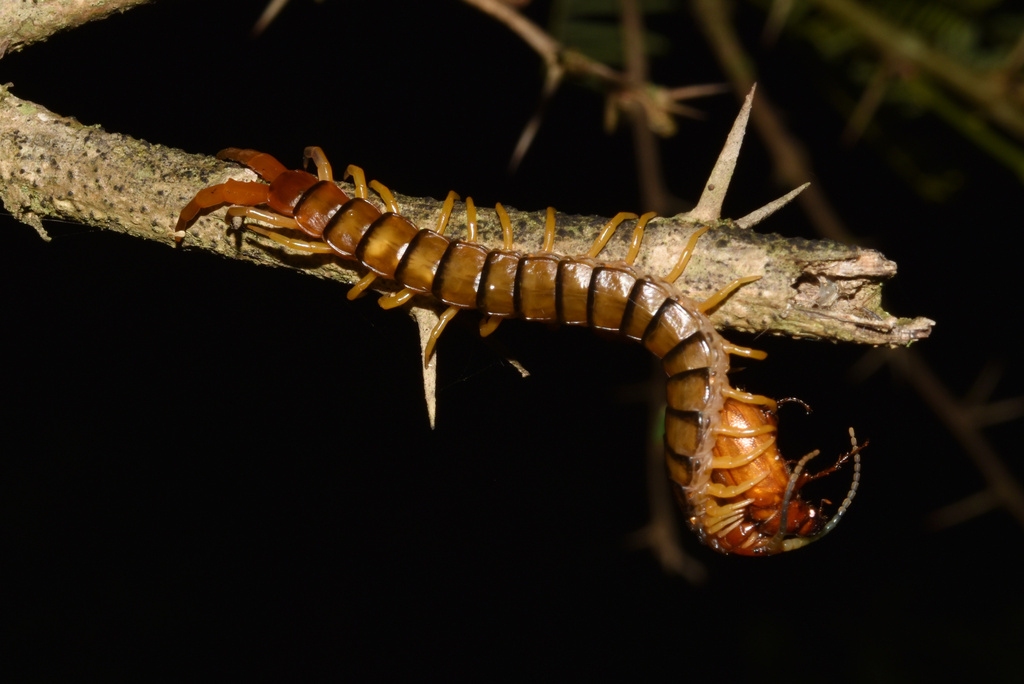 Red-headed Centipede from Cumberland Nature Reserve, Wartburg, KZN, ZA ...