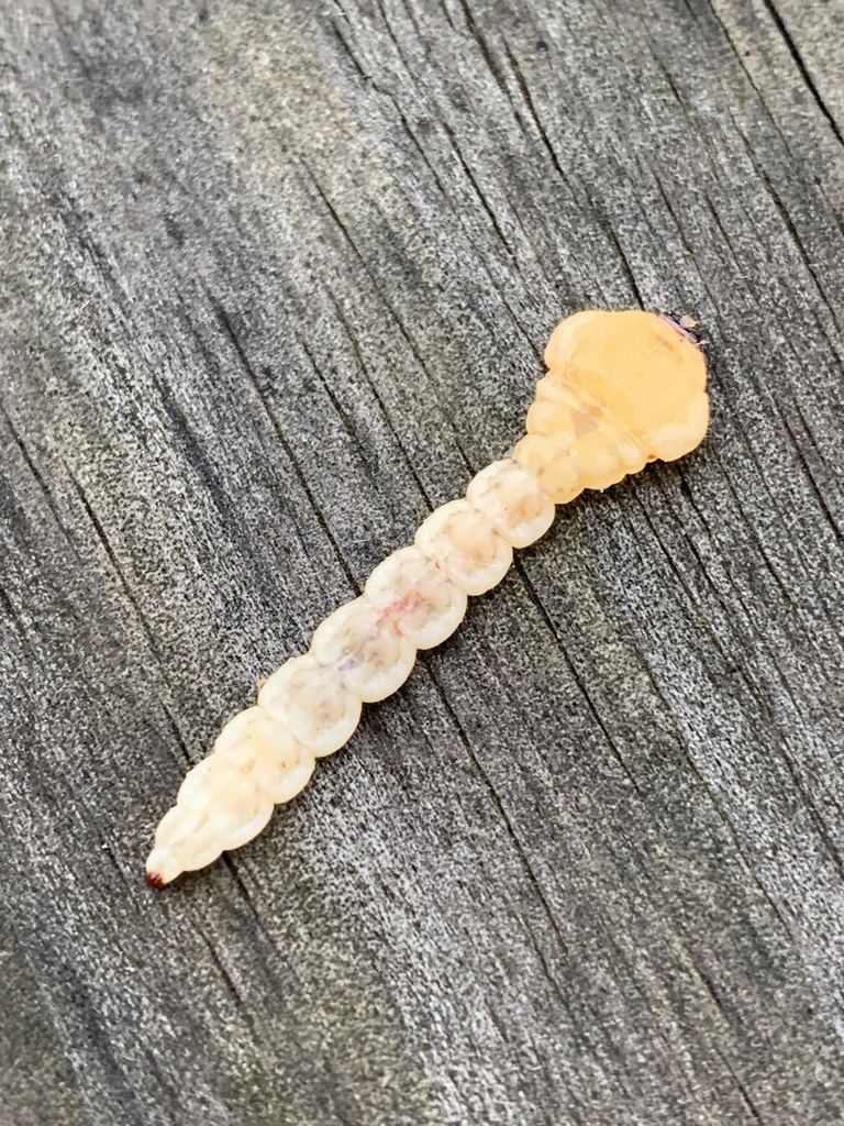 Elateriform Beetles from CR-193, Alvin, TX, US on November 12, 2023 at ...