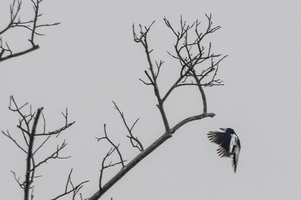 Hooded Butcherbird from Brown River, Papua New Guinea on July 8, 2017 ...