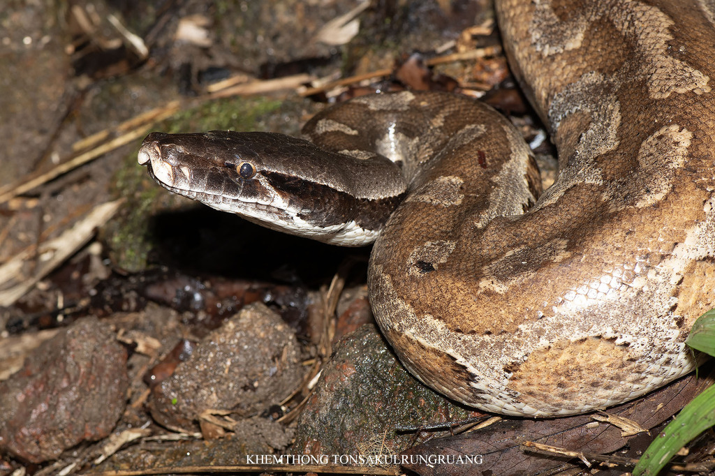 Malaysian Blood Python in November 2023 by Khemthong Tonsakulrungruang ...