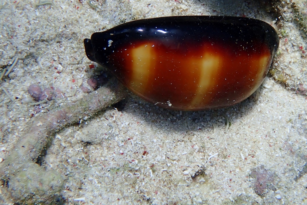 Mole Cowrie from Bohol, Philippines on November 1, 2017 at 04:16 AM by ...