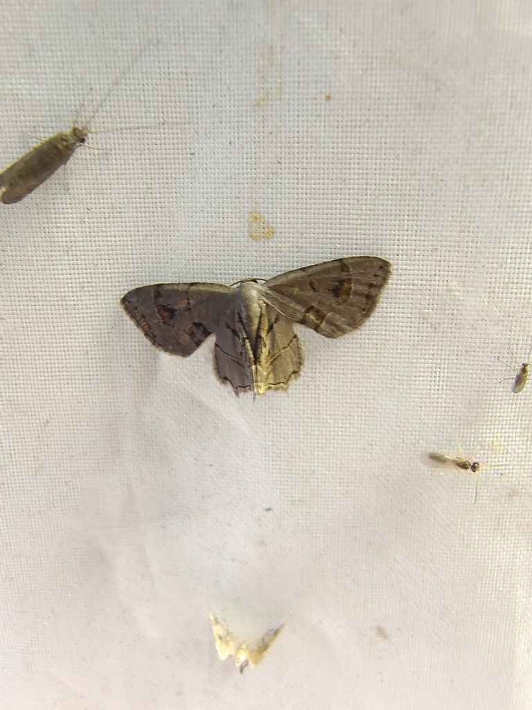 Phazaca theclata from Yichun, CN-JX, CN on July 8, 2023 at 11:32 PM by ...