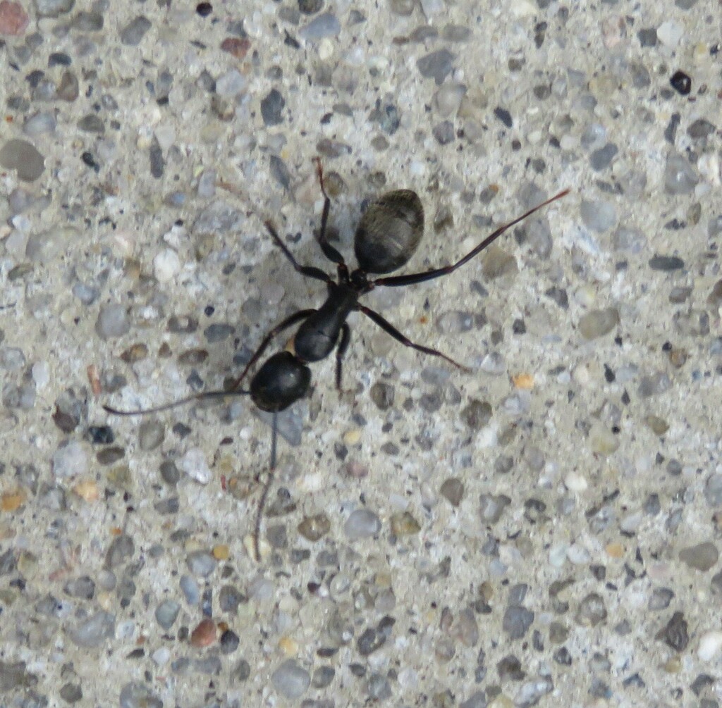 Eastern Black Carpenter Ant from Dennis, MA, USA on November 12, 2023 ...