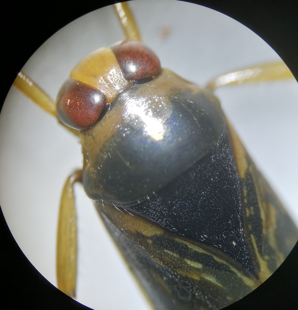 Greater Water Boatman from Powiat sejneński, Polska on July 21, 2023 at ...