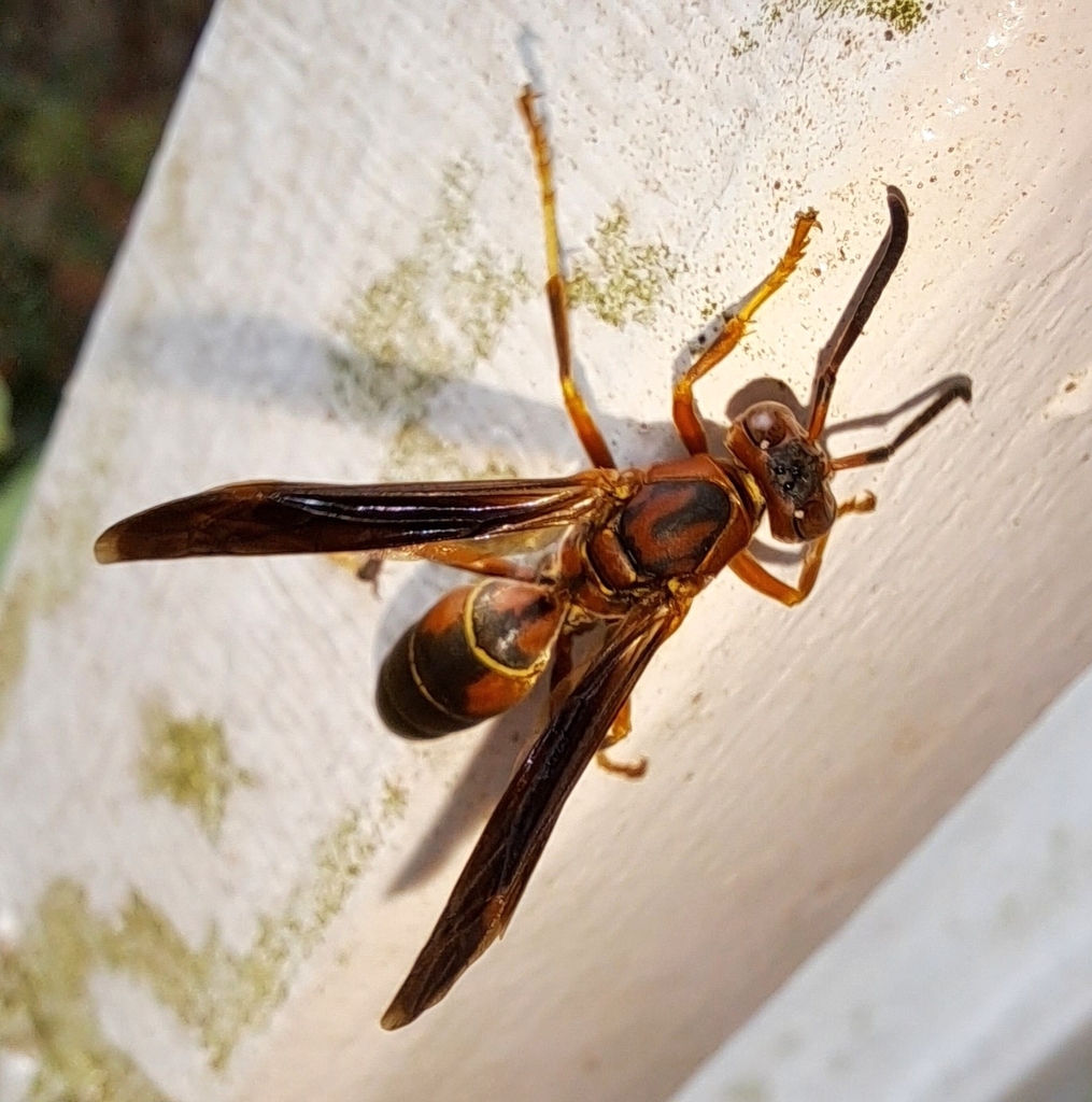 fuscatus-group Paper Wasps from Mandeville, LA, USA on November 12 ...