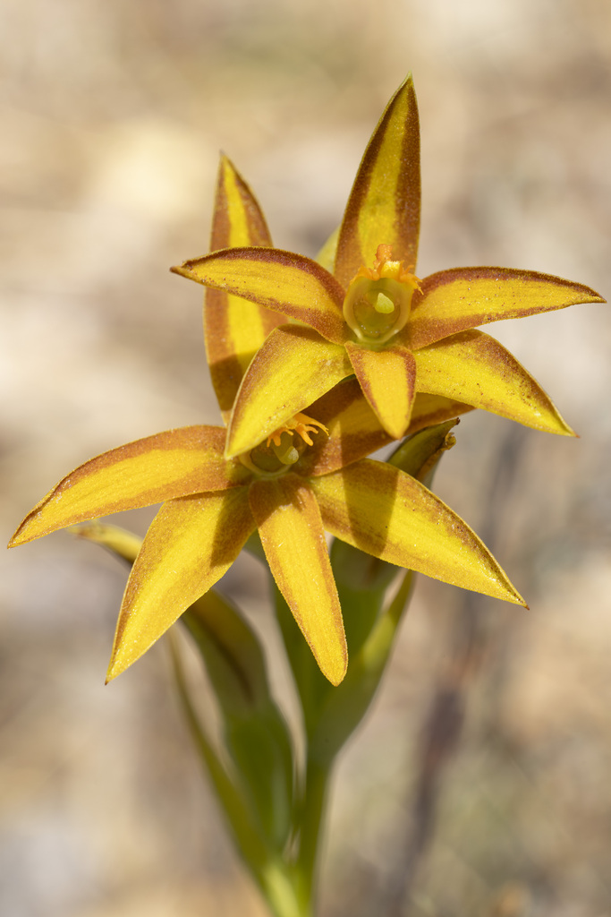 York sun orchid in November 2023 by Clarissa Human · iNaturalist