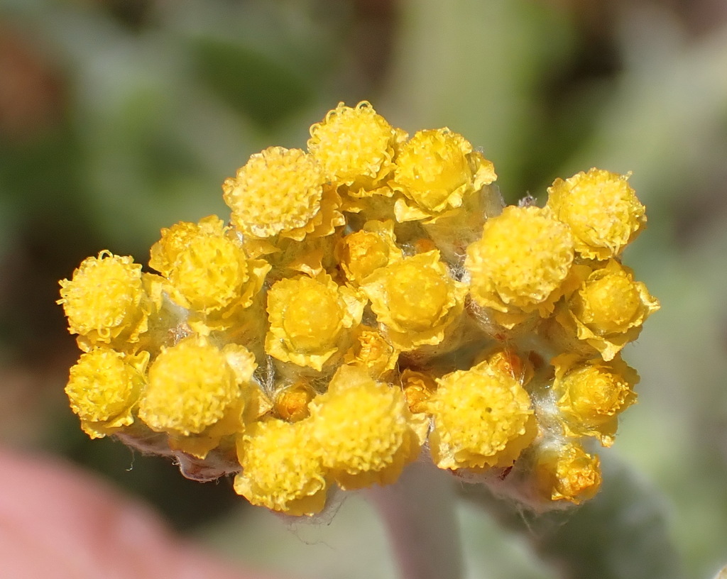 Kooigoed Everlasting from Brenton-on-Sea, Garden Route District ...