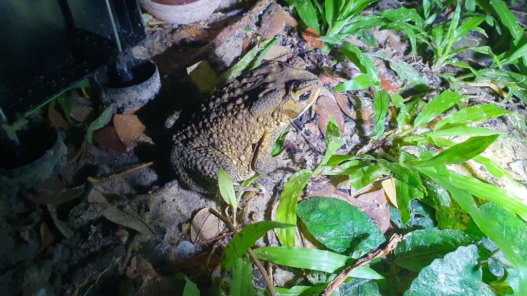 Asian Common Toad from PHJ4+GWC, Khlong Toei, Bangkok 10110, Thailand ...