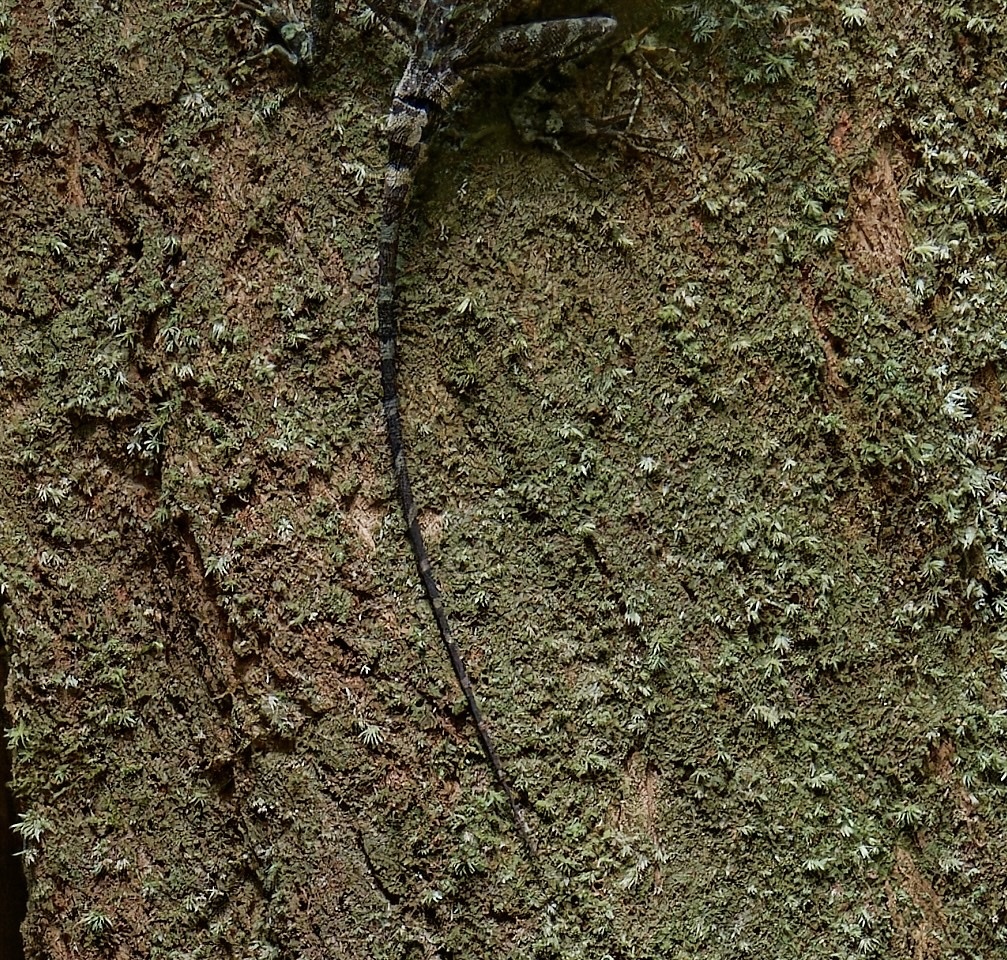 Collared Treerunner from Route de Kaw, Roura, GF on September 7, 2023 ...
