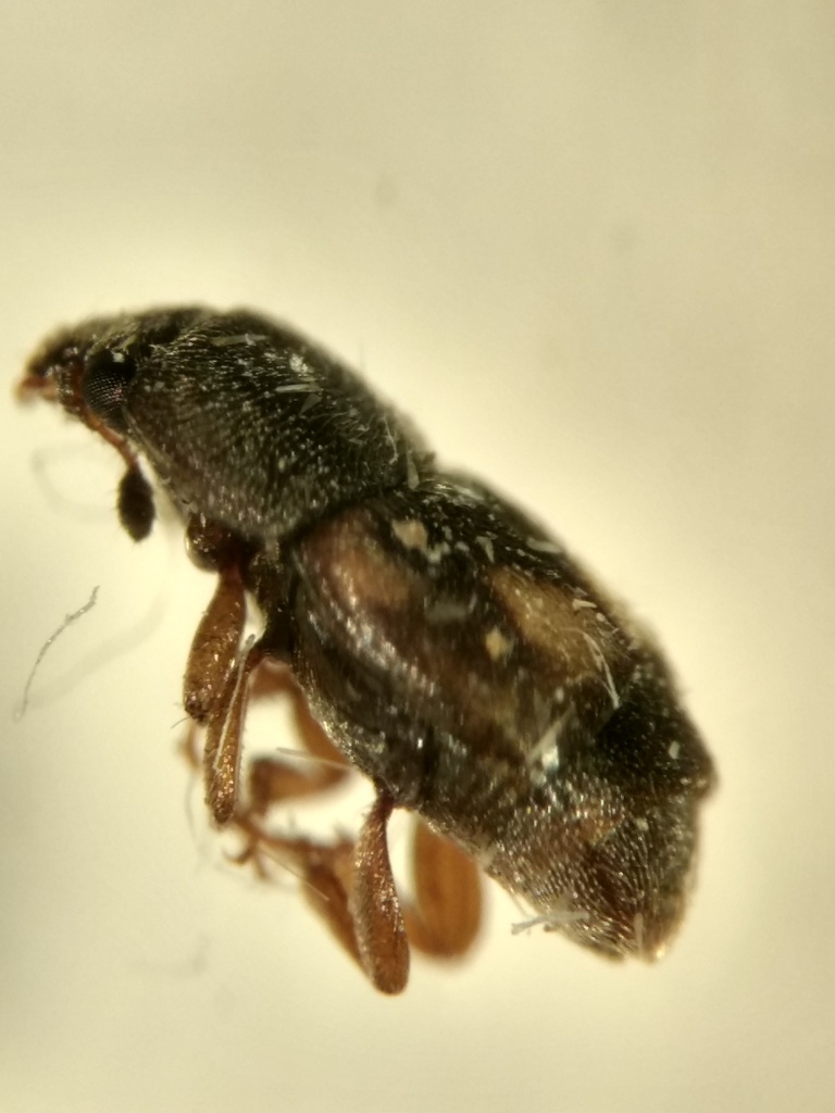 Dried Fruit Beetle in November 2023 by Michele Jones. on old pumpkin · iNaturalist