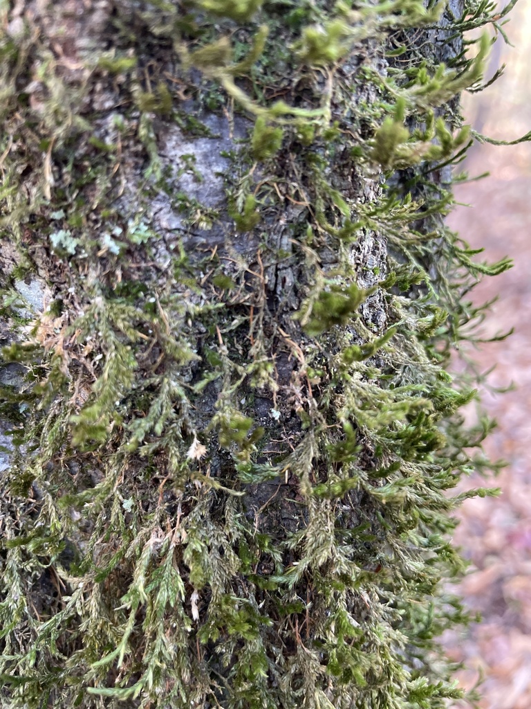 fan moss from Mattaponi, Mascot, VA, US on November 12, 2023 at 10:10 ...