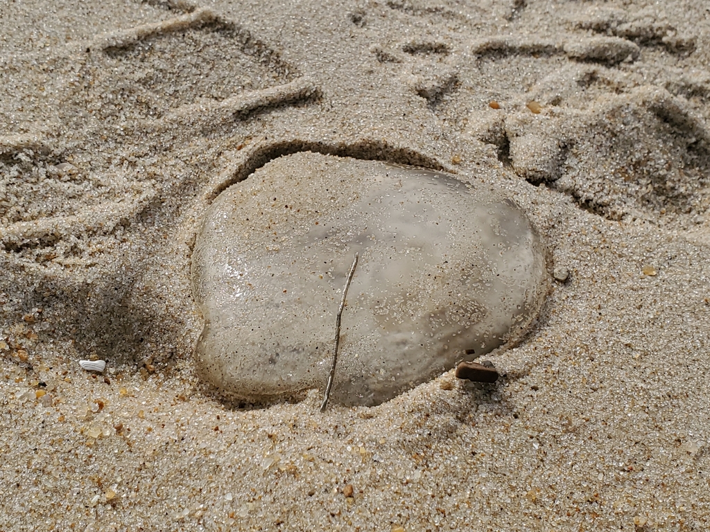 Bay Nettle from Sussex County, DE, USA on November 12, 2023 at 10:48 AM ...