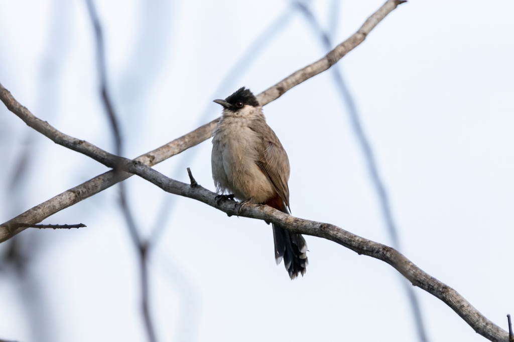 Sooty-headed Bulbul from Mu Si, Pak Chong District, Nakhon Ratchasima ...