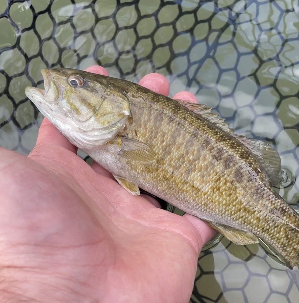 Smallmouth Bass from Bingham Ln, New Braunfels, TX, US on November 12 ...