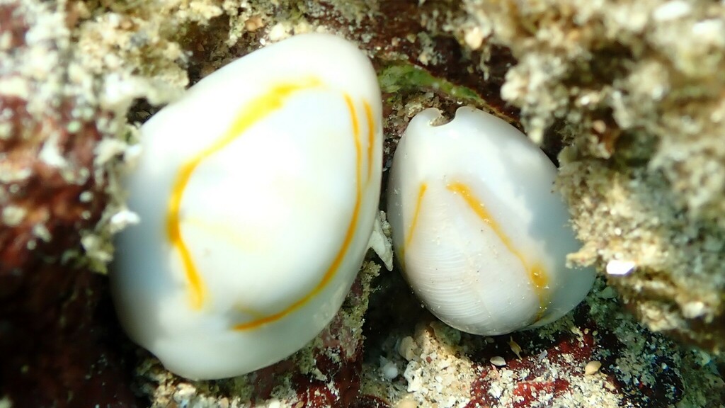 Gold Ring Cowry from 90 Sitio Aguda Brgy, Mabini, 4202 Batangas ...