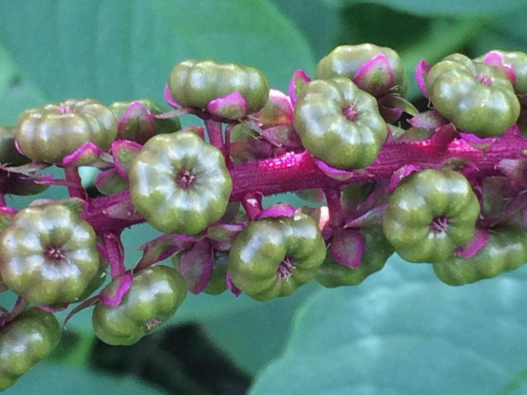 Mexican pokeweed from Lisbon, Portugal on November 12, 2023 at 02:46 PM ...