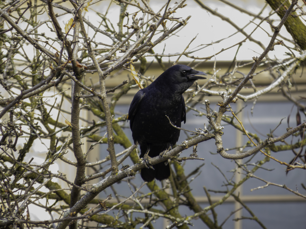 American Crow from Cambridge, ON, Canada on November 12, 2023 at 08:16 ...