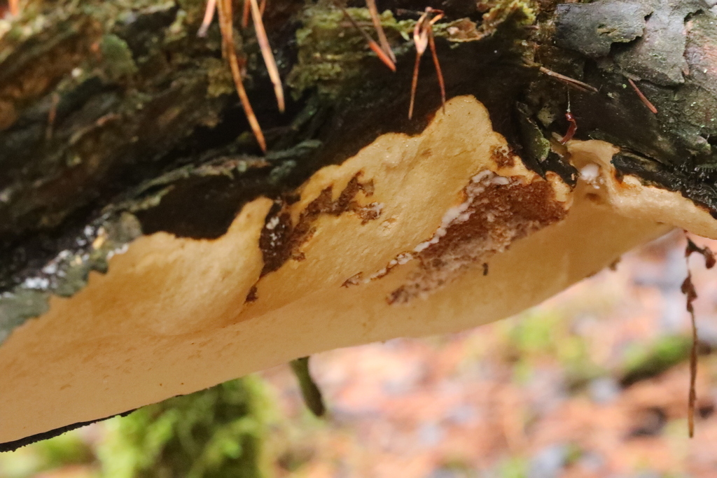 Poriella subacida from Красносельский р-н, Костромская обл., Россия on ...