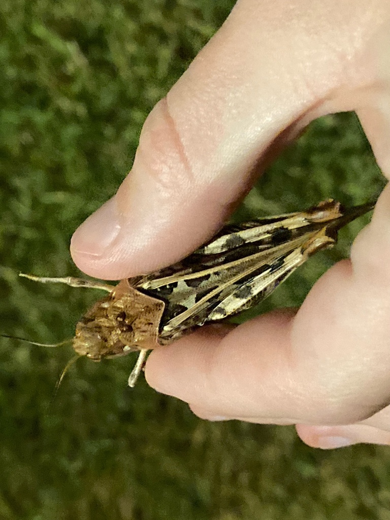 Wrinkled Grasshopper from Hulson Trail, Fort Worth, TX, US on July 19 ...