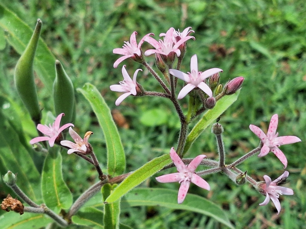 Oxypetalum solanoides from La Paz, Entre Ríos, Argentina on November 12 ...