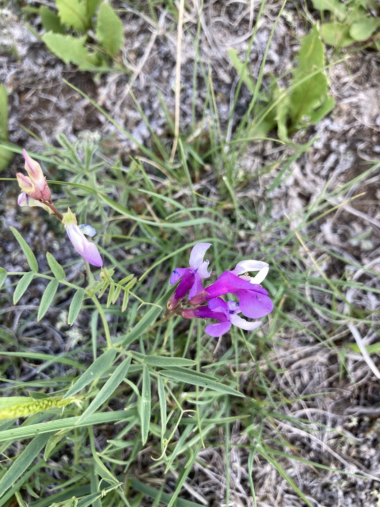 American vetch from Val Marie No. 17, SK S0N, Canada on May 31, 2023 at ...