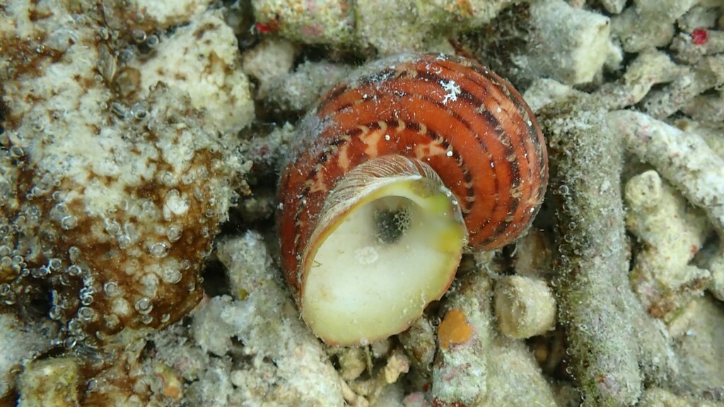 Tapestry Turban Snail from Sitio Talisay Panagsama Beach, Moalboal ...