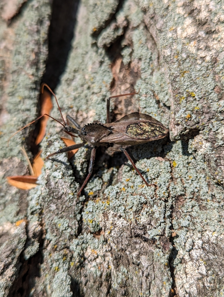 North American Wheel Bug from Harrisonburg, VA, USA on November 12 ...