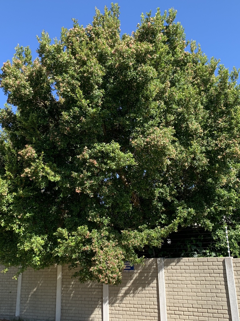 scrub cherry from Reyger, Stellenbosch, WC, ZA on November 12, 2023 at ...