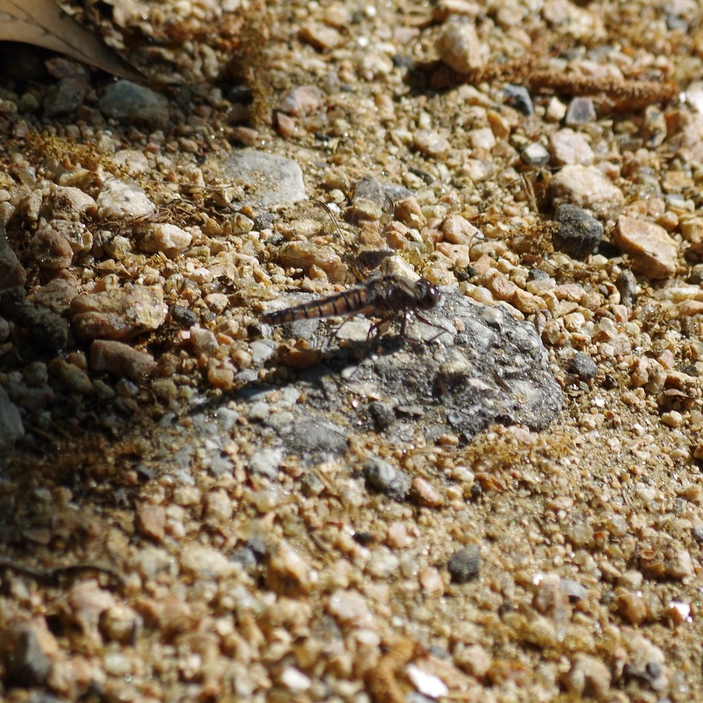 Blue Corporal from Spring, TX 77373, USA on March 21, 2019 at 03:17 PM ...