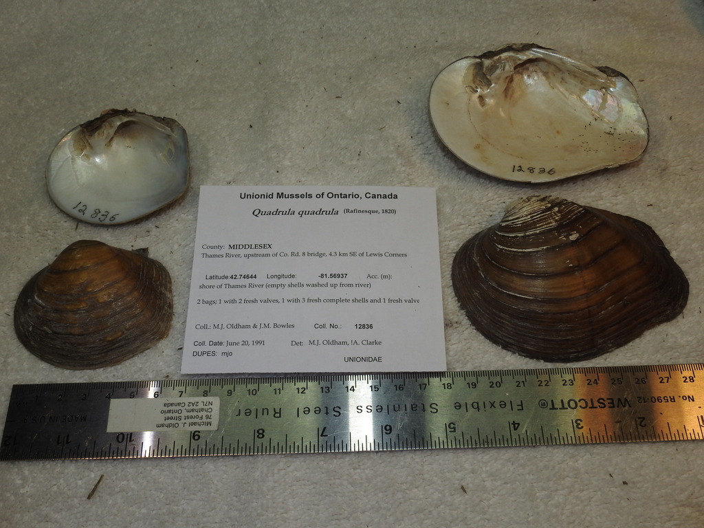 Pimpleback from Ontario, CA on June 20, 1991 by Michael J. Oldham ...