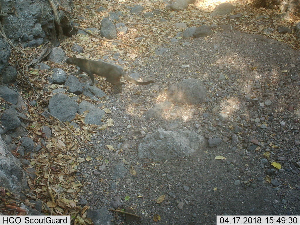 Jaguarundi from APFF Meseta de Cacaxtla, aguaje de Tolosa, SAN IGNACIO ...
