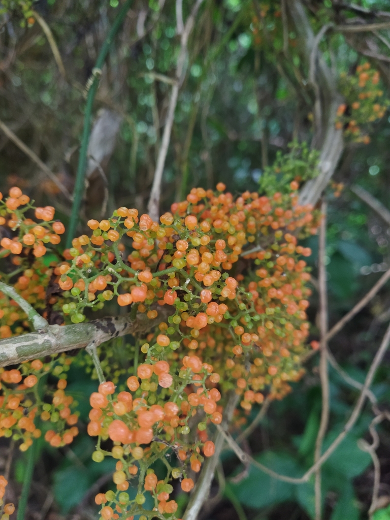 flameberry from 63775 Nay., México on November 11, 2023 at 01:47 PM by ...