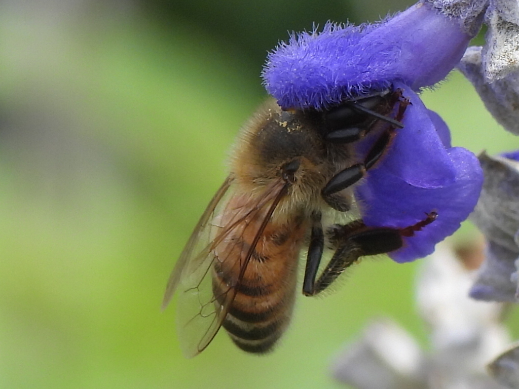 Western Honey Bee from West Arlington, Arlington, TX, USA on November ...
