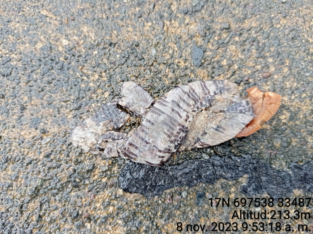 Black-and-white Worm Lizard from Puerto Quito, Ecuador on November 8 ...