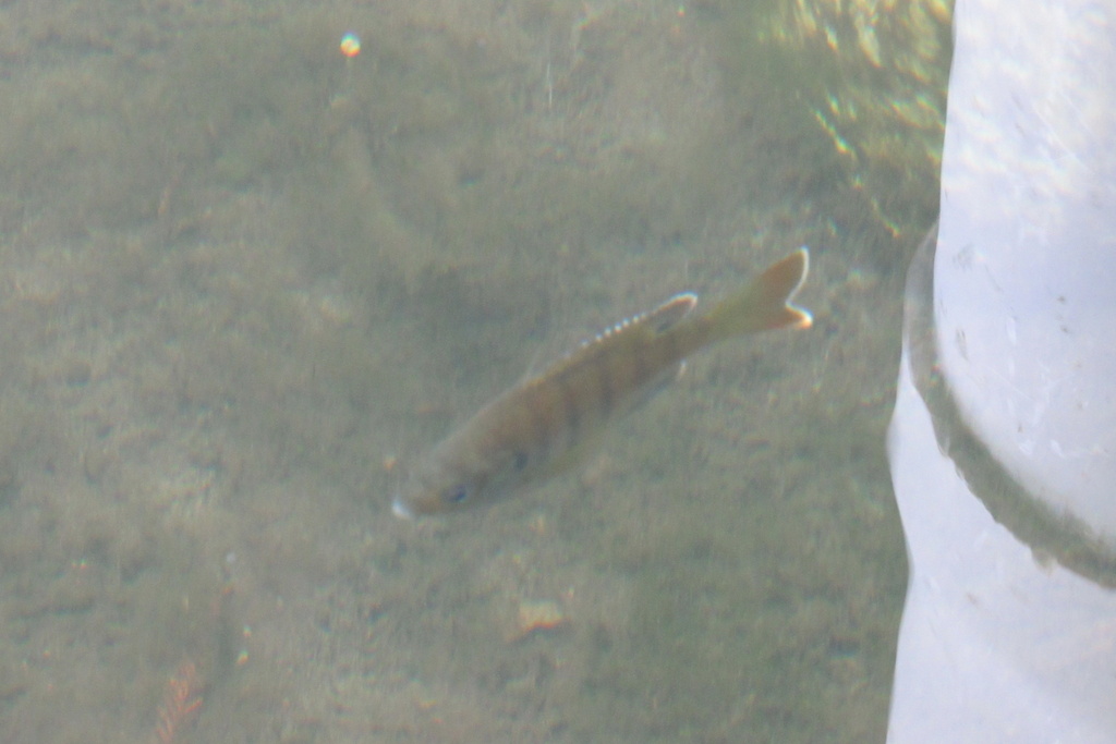 Coppernose Bluegill in November 2023 by Abby Hastings · iNaturalist