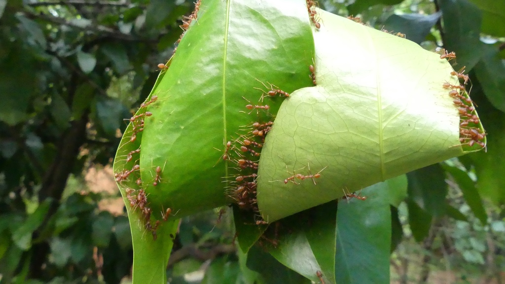 Asian Weaver Ant from Western Province, , Western Province, LK on June ...