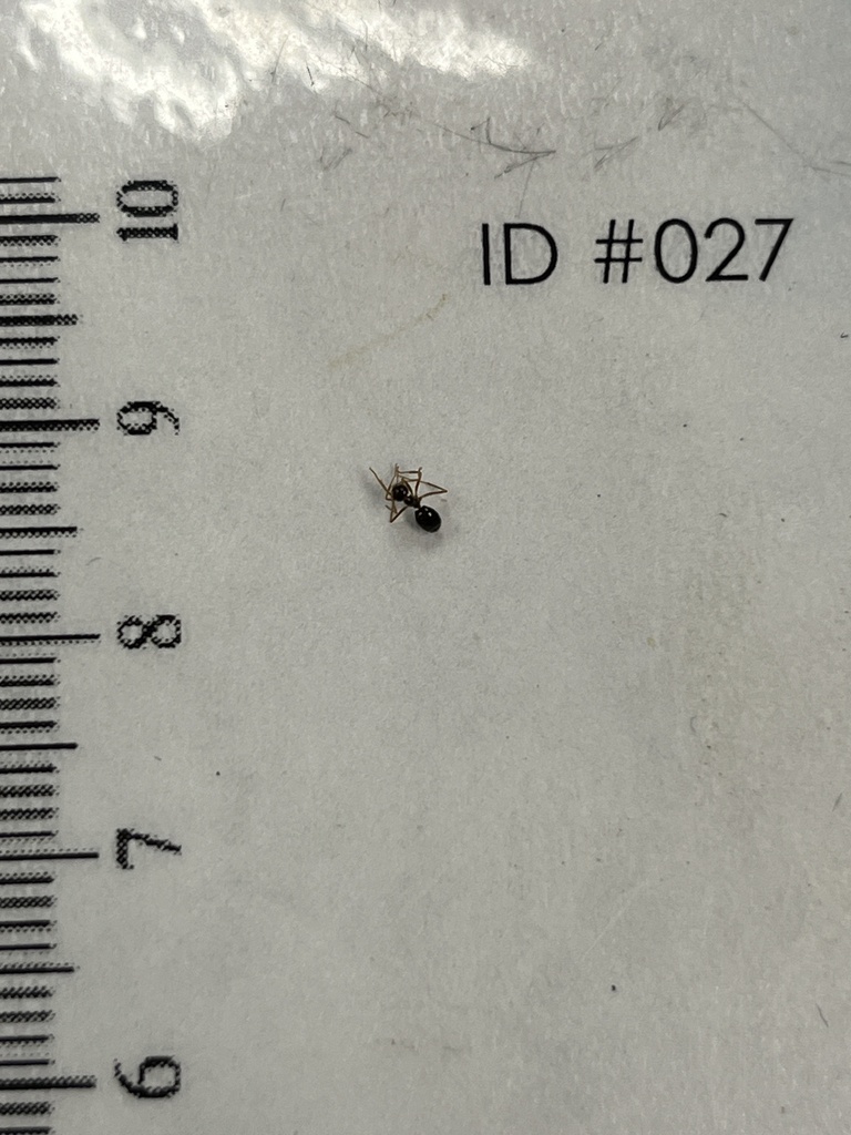 American Winter Ant from Bridgeport, CT 06606 on September 11, 2023 at ...