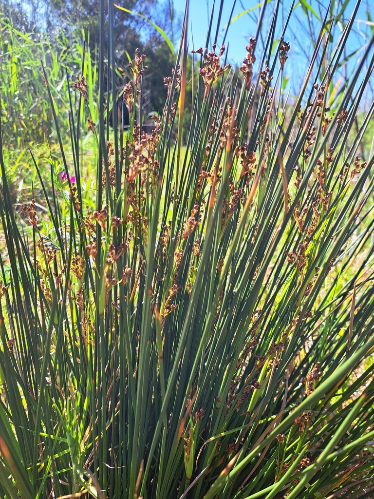 Sea Rush from Hessequa Local Municipality, South Africa on September 28 ...