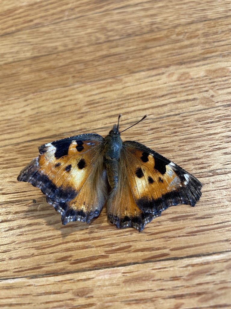 California Tortoiseshell from Peninsula Dr, Westwood, CA, US on ...