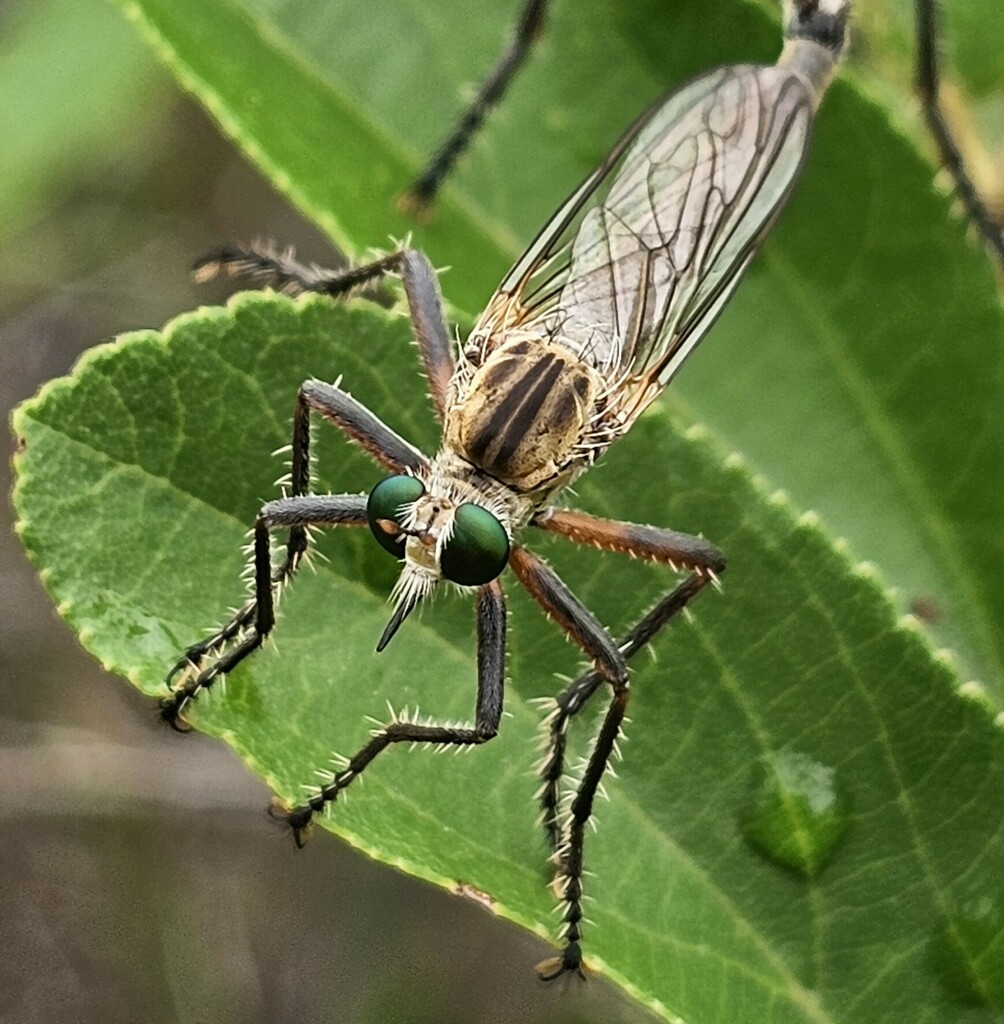 Giant Robber Flies from Ehlanzeni District Municipality, South Africa ...