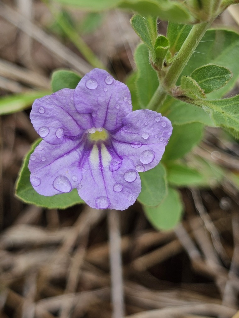 White Veld Violet from Ehlanzeni District Municipality, South Africa on ...