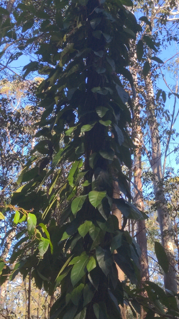 dogbane family from Redbank Creek QLD 4312, Australia on November 12 ...