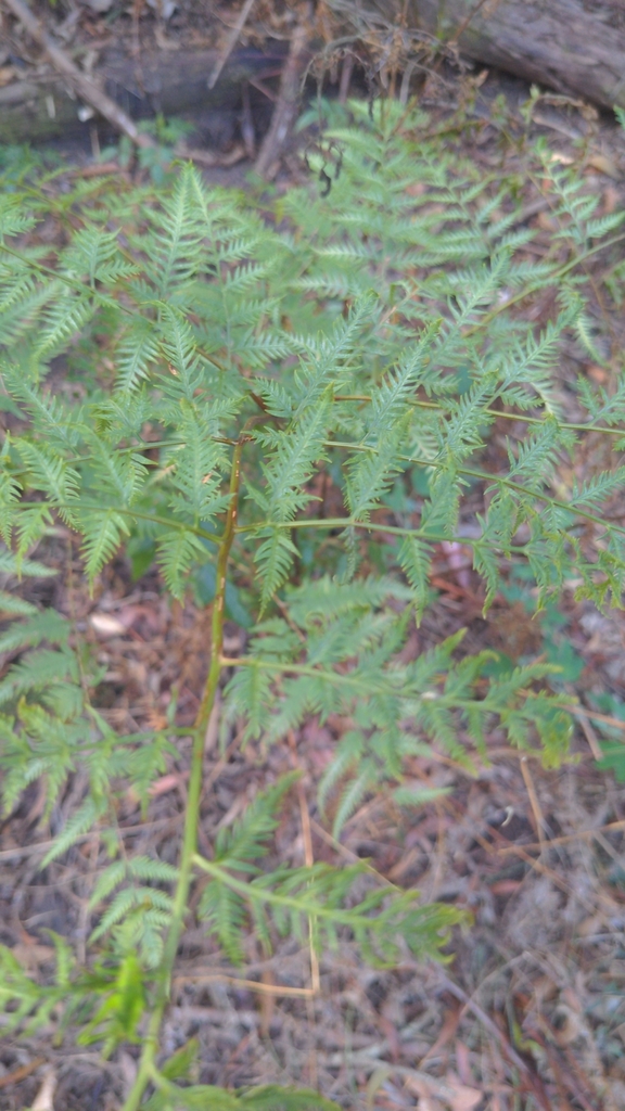 bracken family from Redbank Creek QLD 4312, Australia on November 12 ...