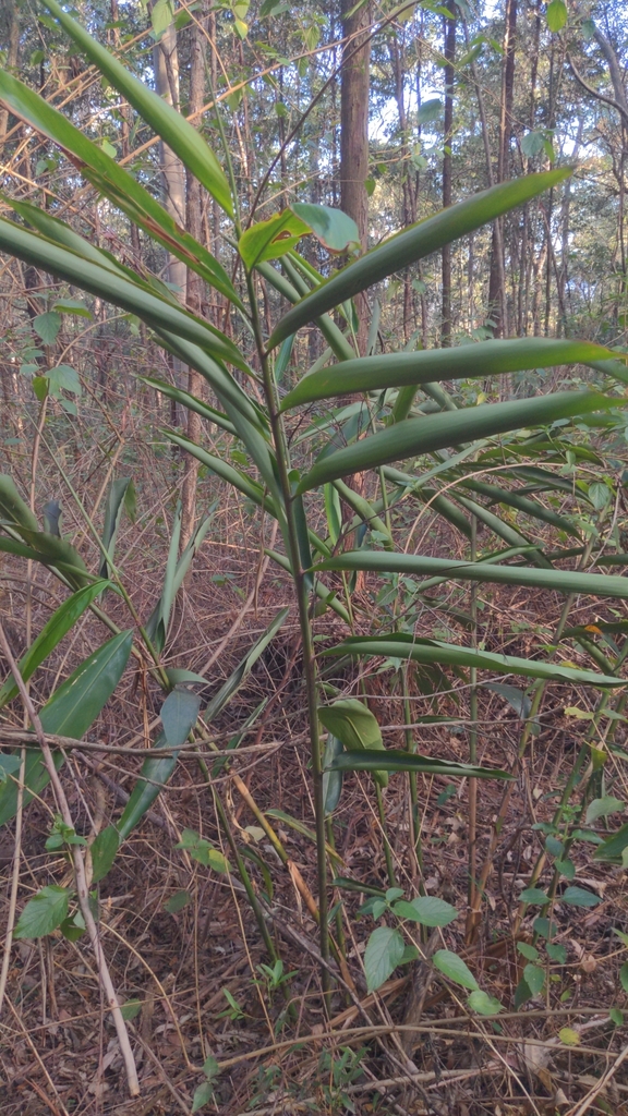 Native Ginger from Redbank Creek QLD 4312, Australia on November 12 ...