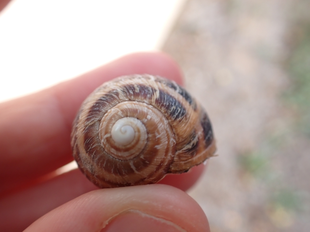 Garden Snail from Hérault, Languedoc-Roussillon, FR on November 9, 2023 ...