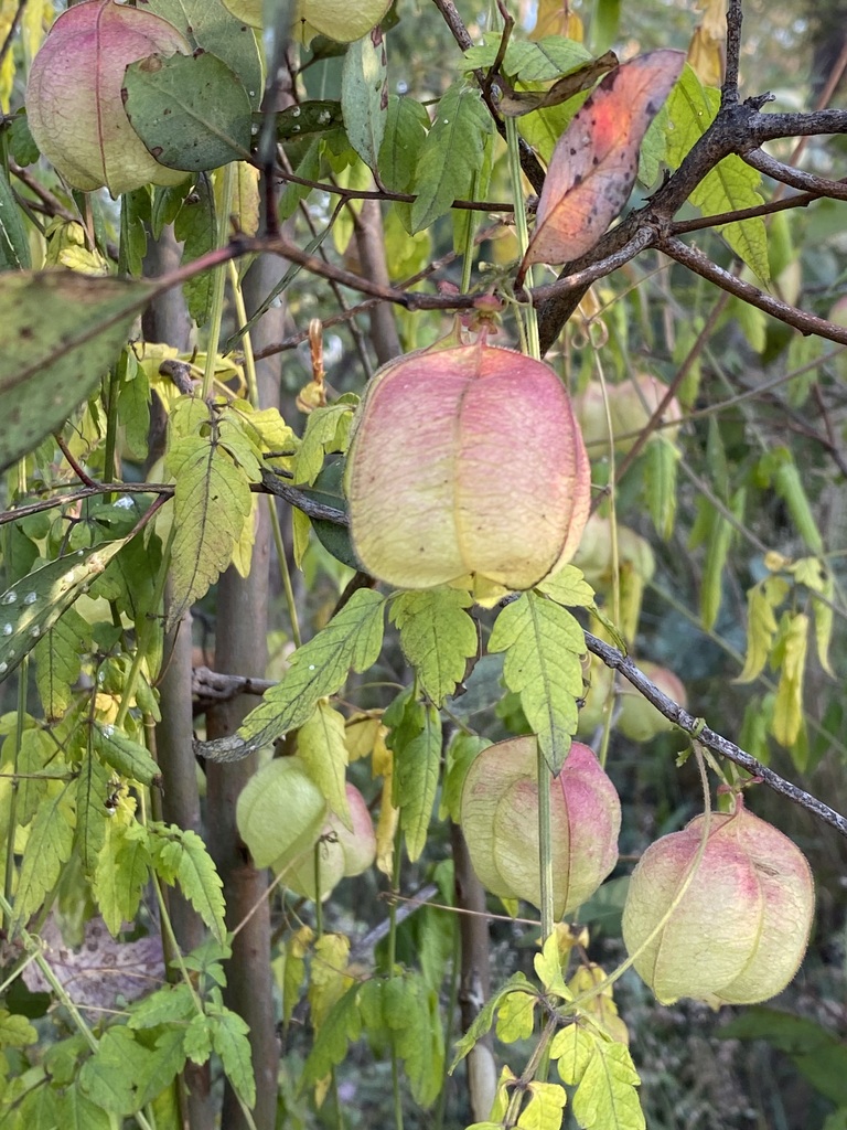 Lesser Balloon Vine from Distrito Federal, Mexico on November 5, 2023 ...